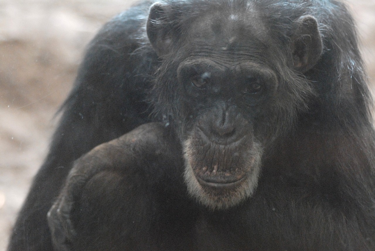 Remember When, Chattanooga? Hank was the symbol, spirit of the city zoo ...