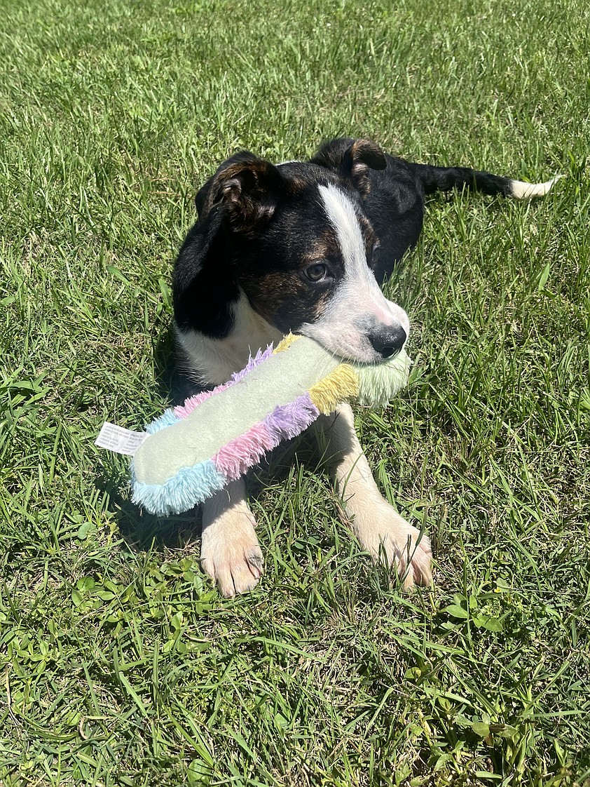 PET OF THE WEEK | Teddy | Texarkana Gazette