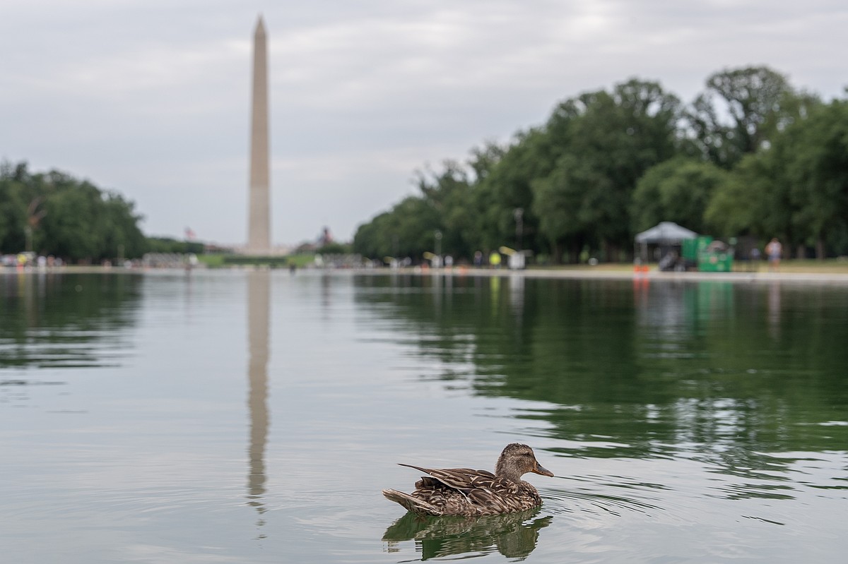 Troubled Reflecting Pool faces fresh scrutiny over vandalism claims and ...