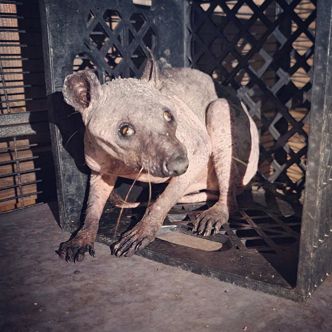 Local wildlife rescue cares for rare naked raccoon found in Chattanooga ...