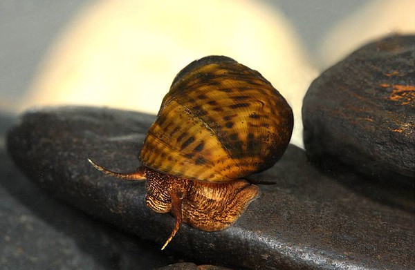 Rare snail slowly crawls back from near extinction along Northwest ...