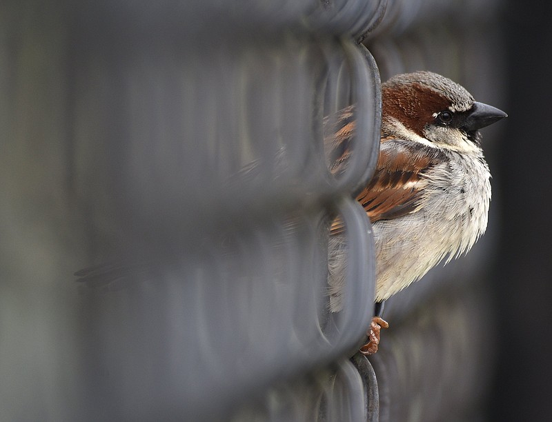 Photo of the Day | Chattanooga Times Free Press