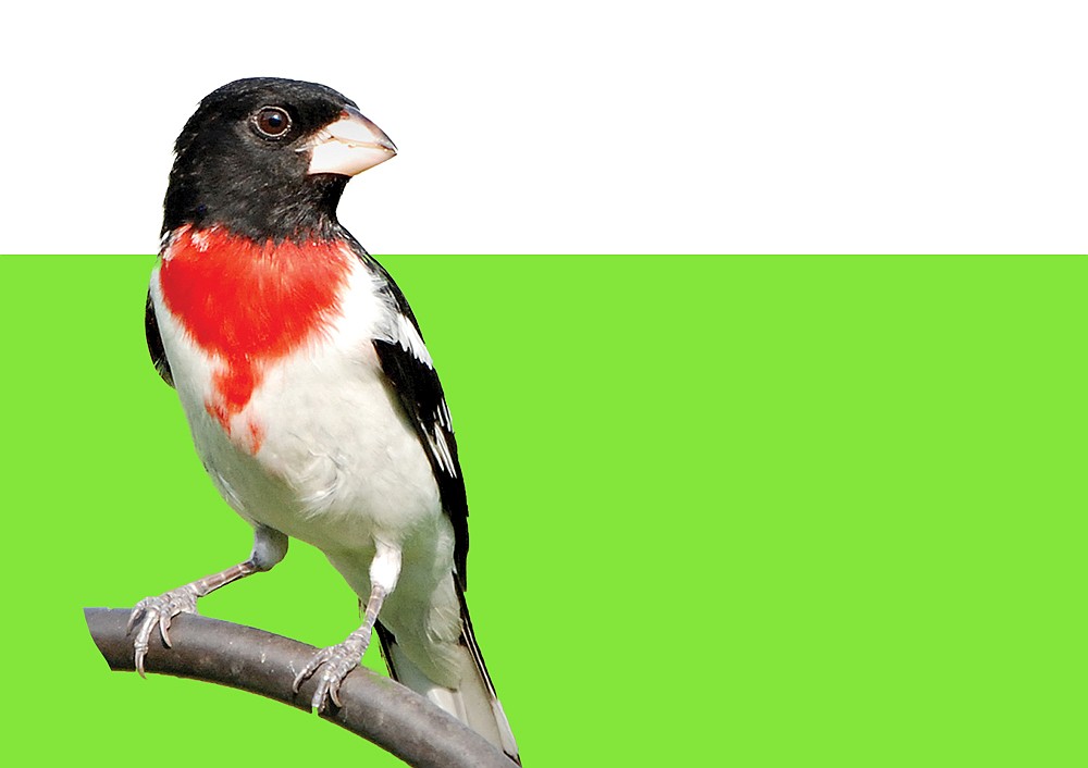 A beginner’s guide to birds’ fall migrations | Chattanooga Times Free Press