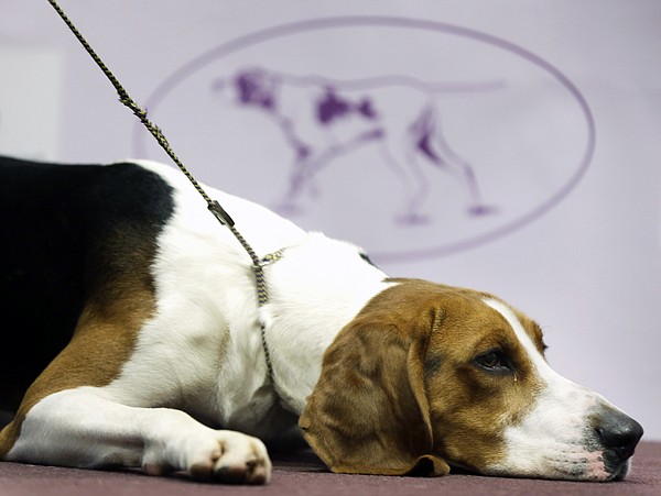 Case: Sometimes, ain’t nothin’ but a hound dog that will get the job ...