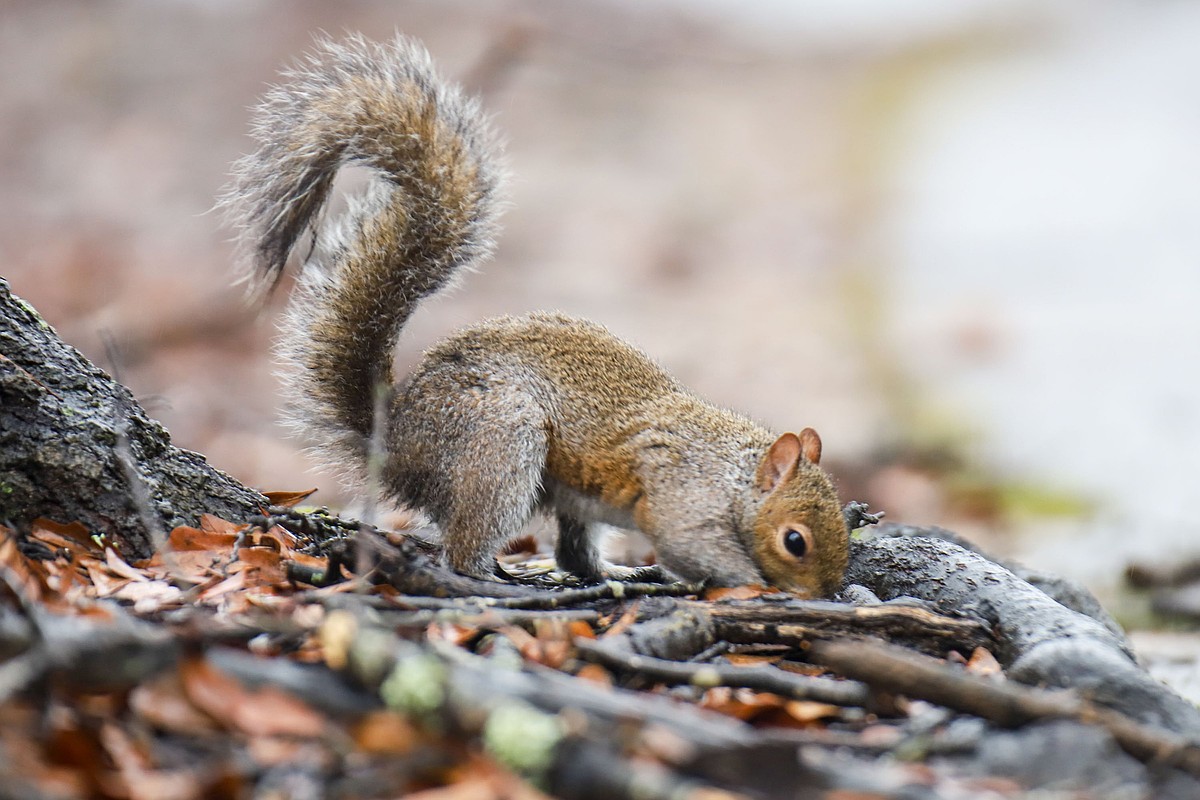 Case: The squirrel got away from me, and so did the time | Chattanooga ...
