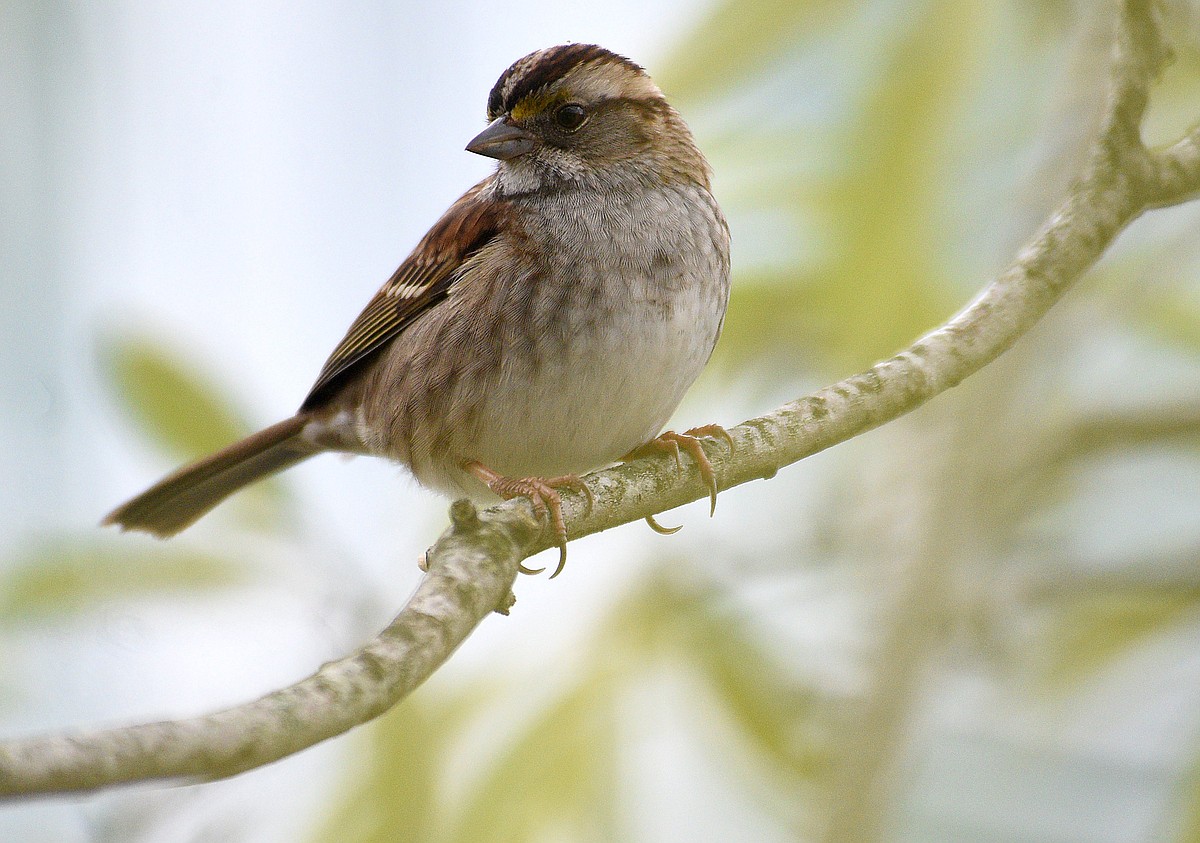 Windows bring bird deaths in Chattanooga | Chattanooga Times Free Press