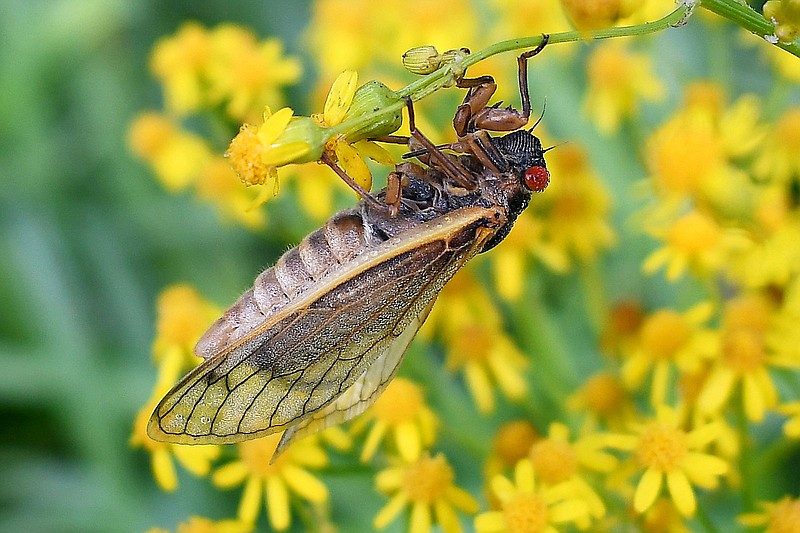 Cicadas emerge in Chattanooga for 2024: 2 broods means twice the noise ...