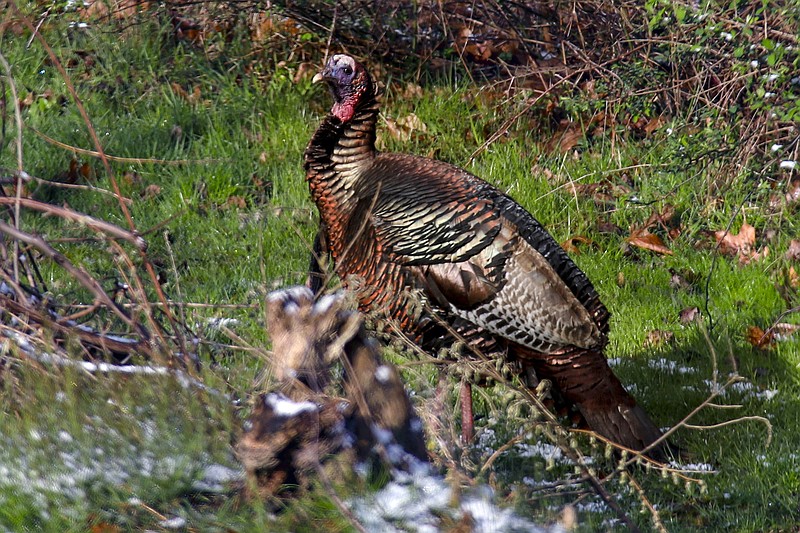 Case: Bedeviled by the birds, but a turkey hunter has his calling ...