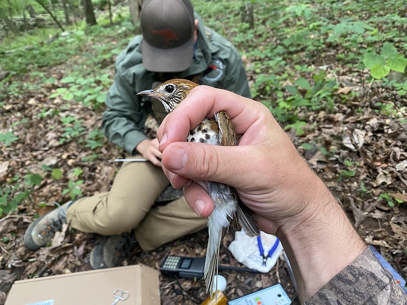 Conservationists band together to protect wood thrush habitat in ...