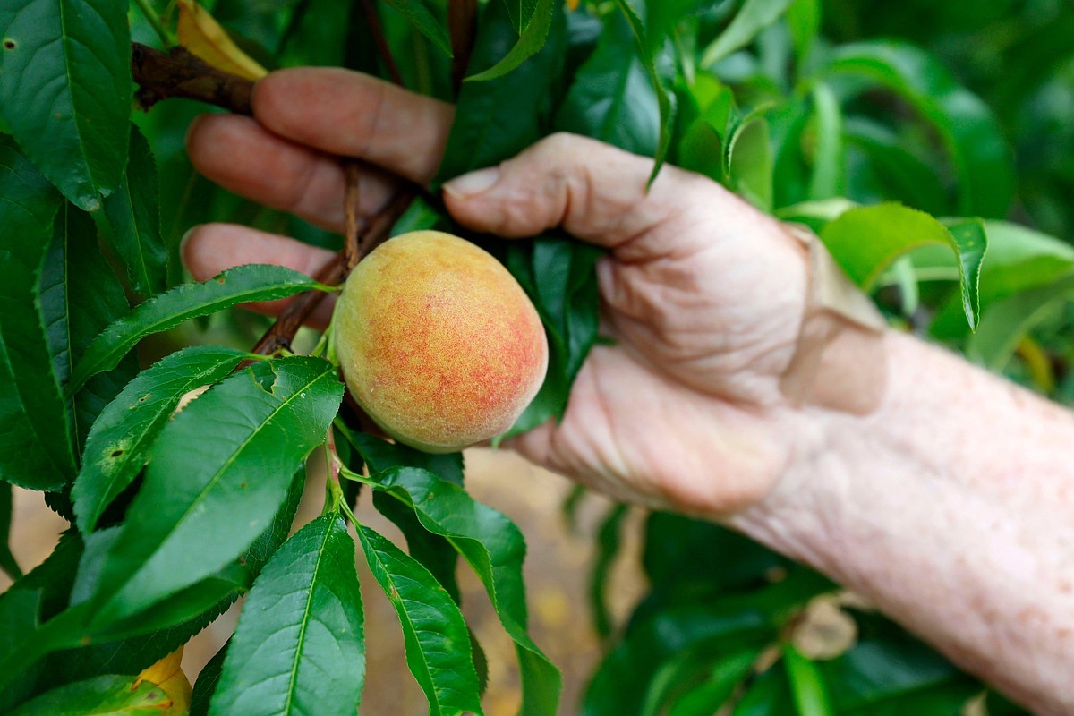 Meet the peach that traveled the Trail of Tears and the elders working ...