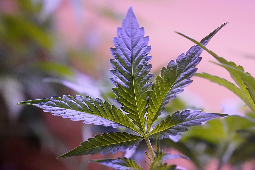 Opinion: Clint’s Corner – Though county voters eye marijuana ...