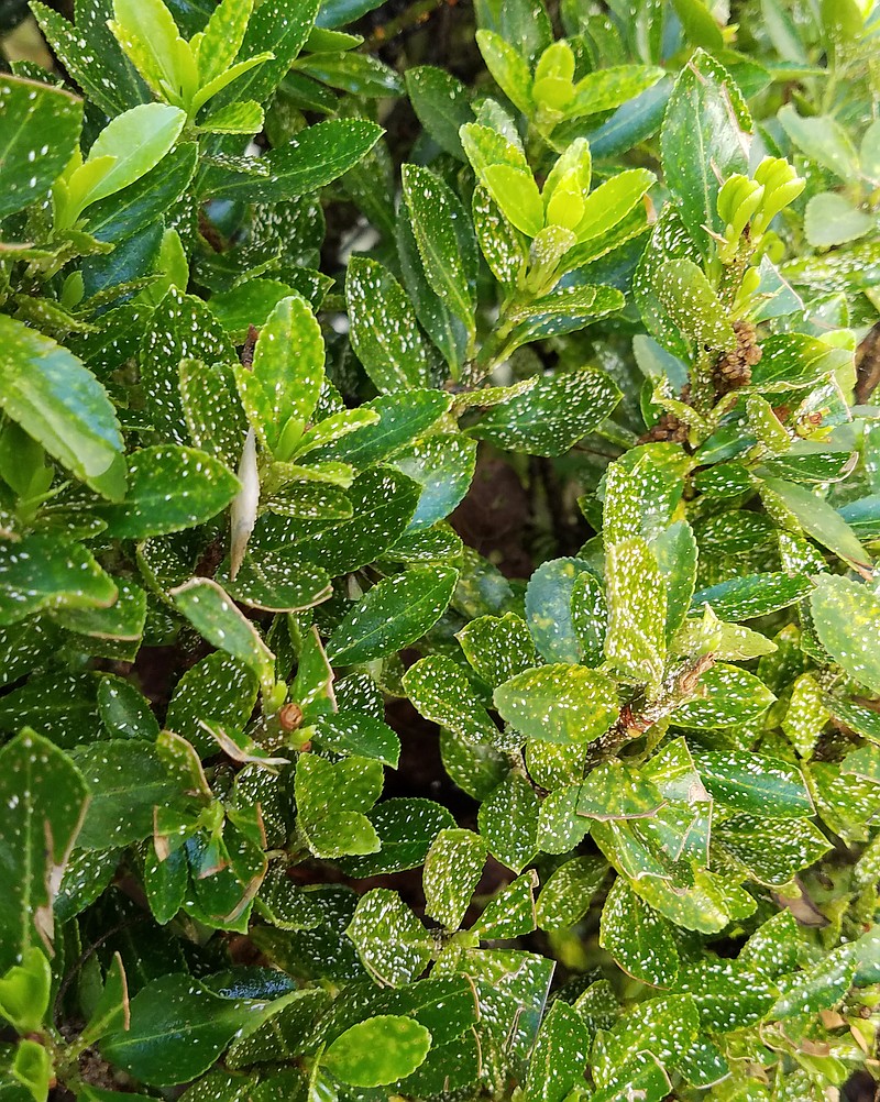 IN THE GARDEN: What is killing my holly shrubs? | Northwest Arkansas ...