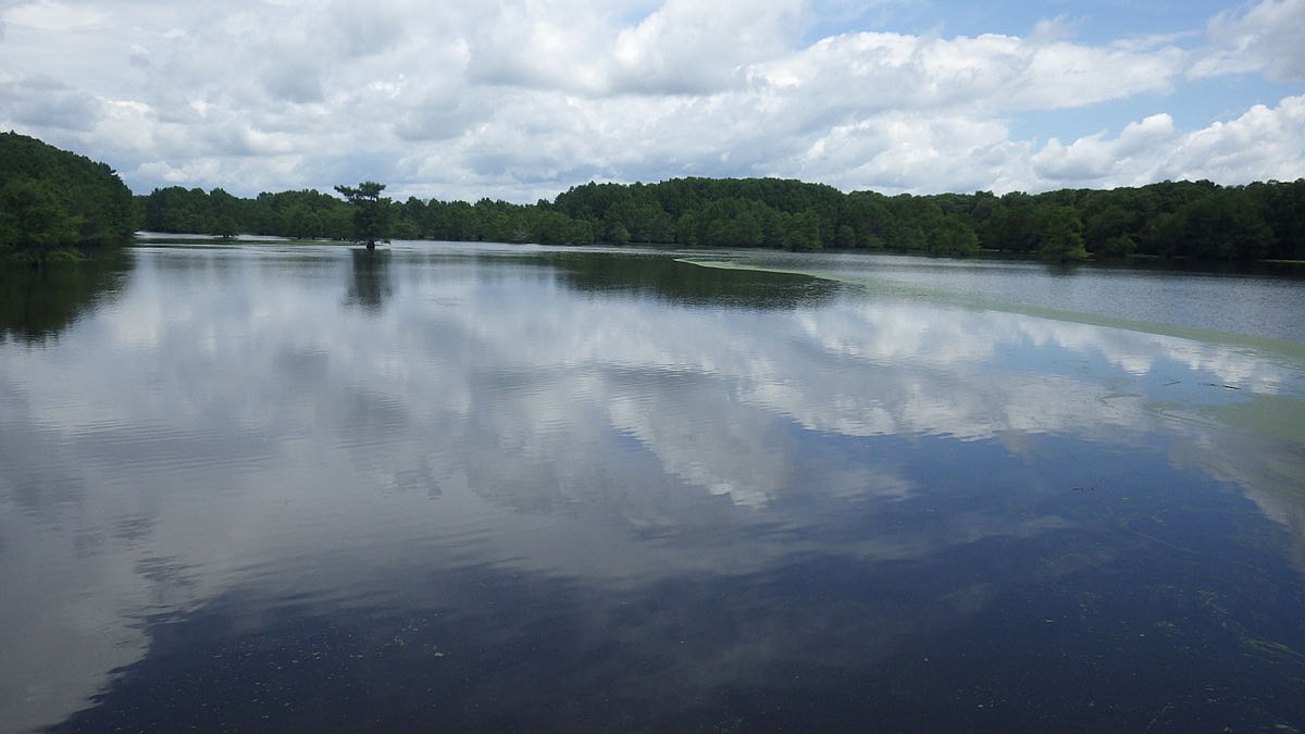 WATCH: Smith Lake's diverse habitat home to interesting array of life ...