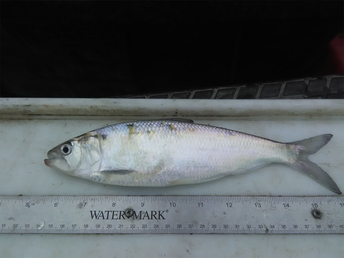 UAPB researchers find elusive Alabama shad during study | Hot Springs ...