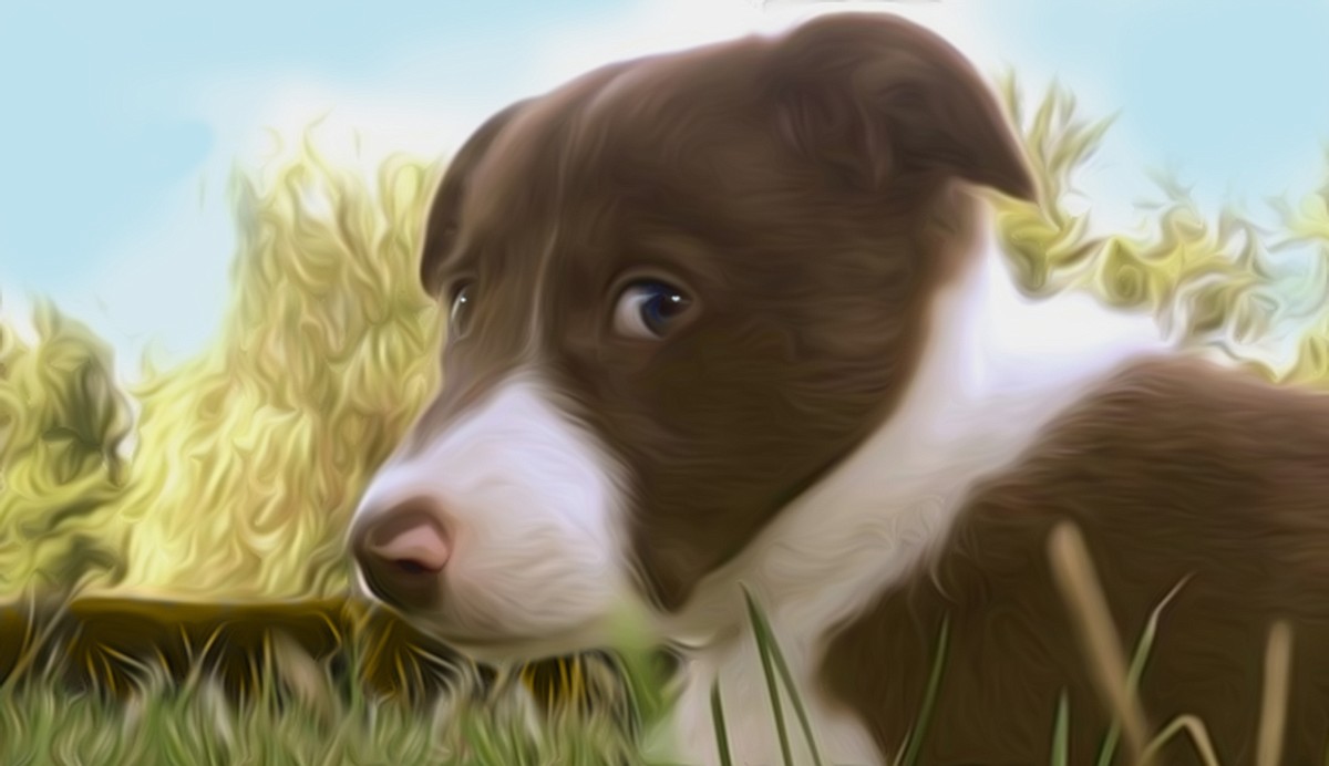 ASK THE VET: Healthy dogs can have dry, warm noses | The Arkansas ...