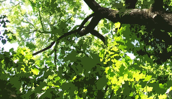 Could trees live forever? Scientists disagree | The Arkansas Democrat ...