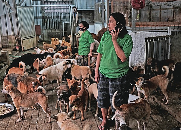 Indonesia shelter sees surge in abandoned dogs