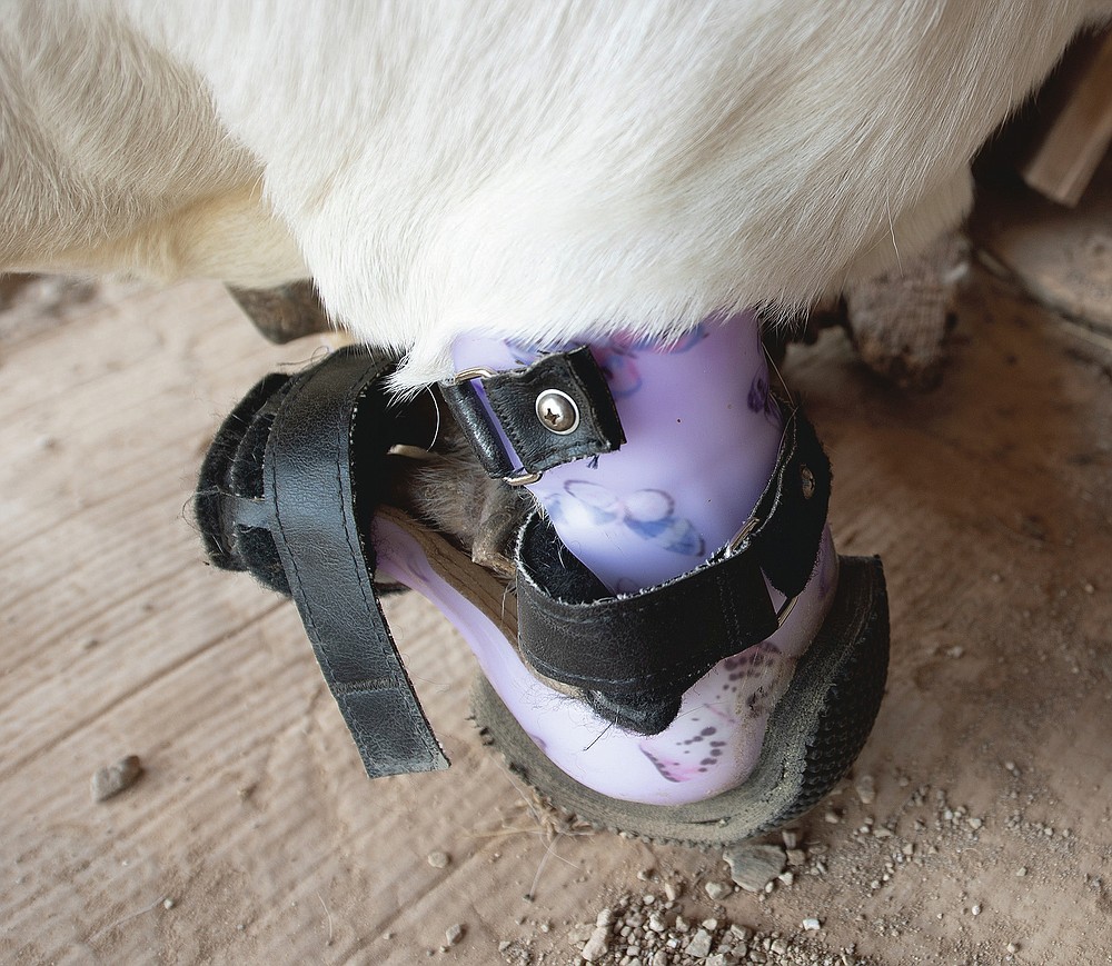 Goat ignored since birth is given new legs, new life