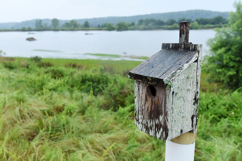 Nature abounds at Beaver Lake fish-rearing pond | The Arkansas Democrat ...
