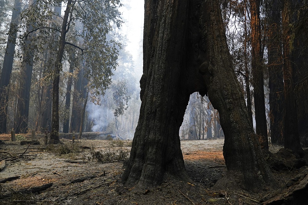 Redwoods survive wildfire at CA's oldest state park