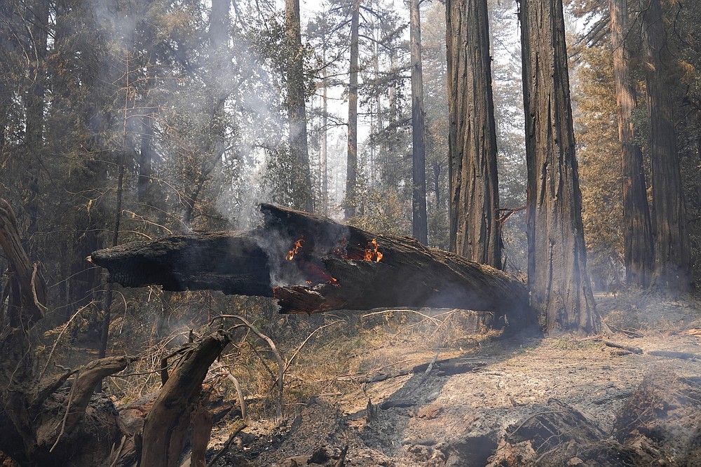 Redwoods survive wildfire at CA's oldest state park
