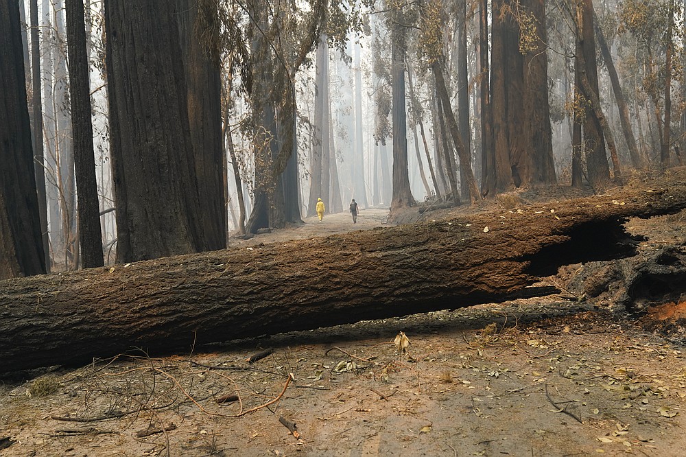 Redwoods survive wildfire at CA's oldest state park