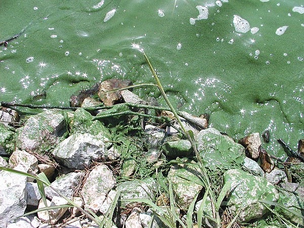 Beware of toxic algae growth during hot summer months | Westside Eagle ...