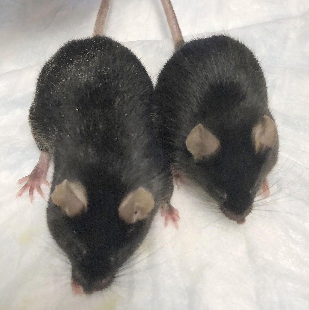 'Mighty mice' stay musclebound in space, boon for astronauts
