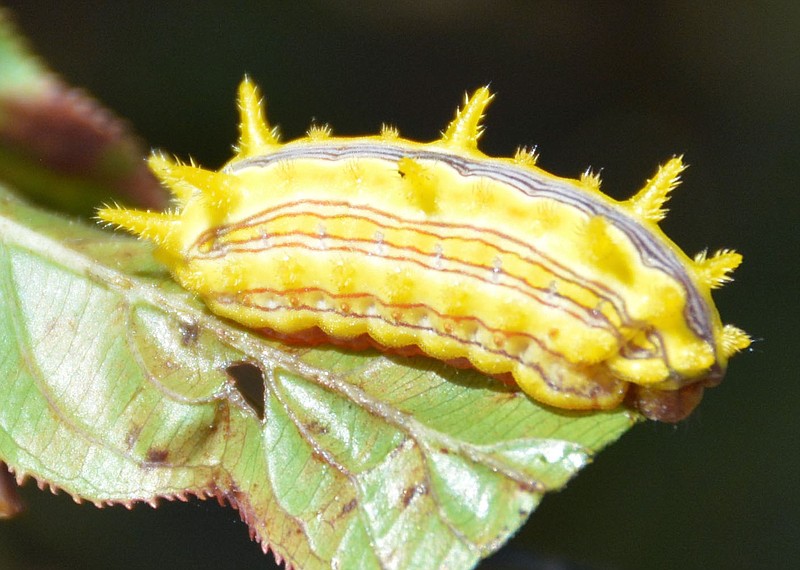 Who Knew? Rare stinging caterpillar is real | Northwest Arkansas ...