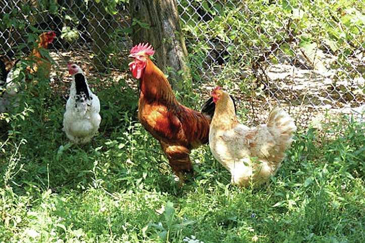 Raising Fowl in Urban Areas | The McDonald County Press