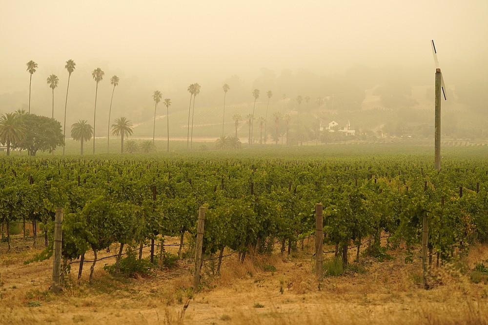 Fires' smoke feared to taint wine grapes