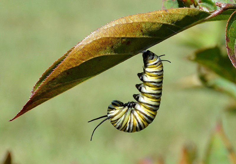 Amanda Bancroft: Who Are The Insects In The Neighborhood?