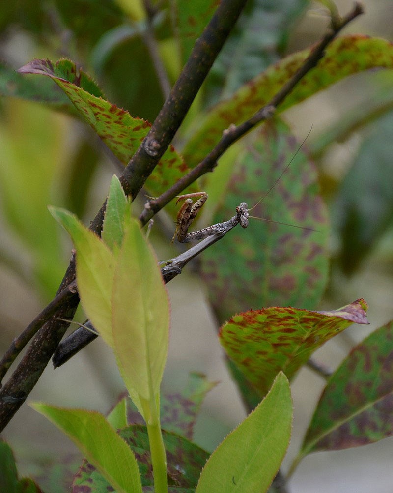 Amanda Bancroft: Who Are The Insects In The Neighborhood? | Northwest ...