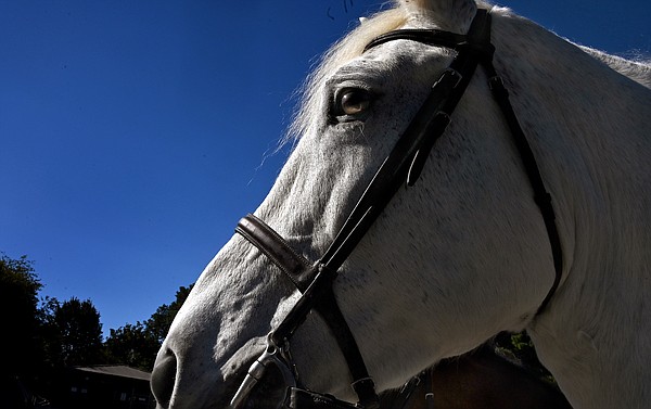 National Mall horses in line for high-tech stable upgrade
