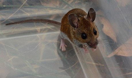 Amanda Bancroft: Make room for the neighbors