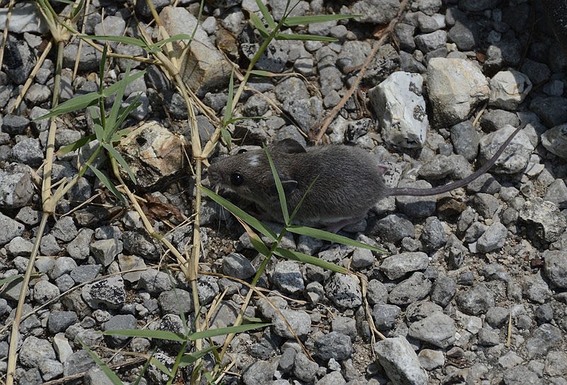 Amanda Bancroft: Make room for the neighbors | Northwest Arkansas ...