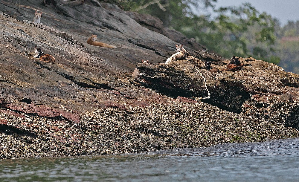 On Brazil's tropical island of cats, virus led to starvation