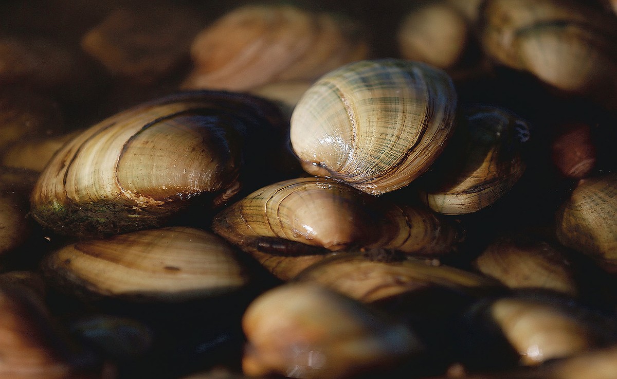 Waterloo slowly lowers river level to protect mussels | The Arkansas ...