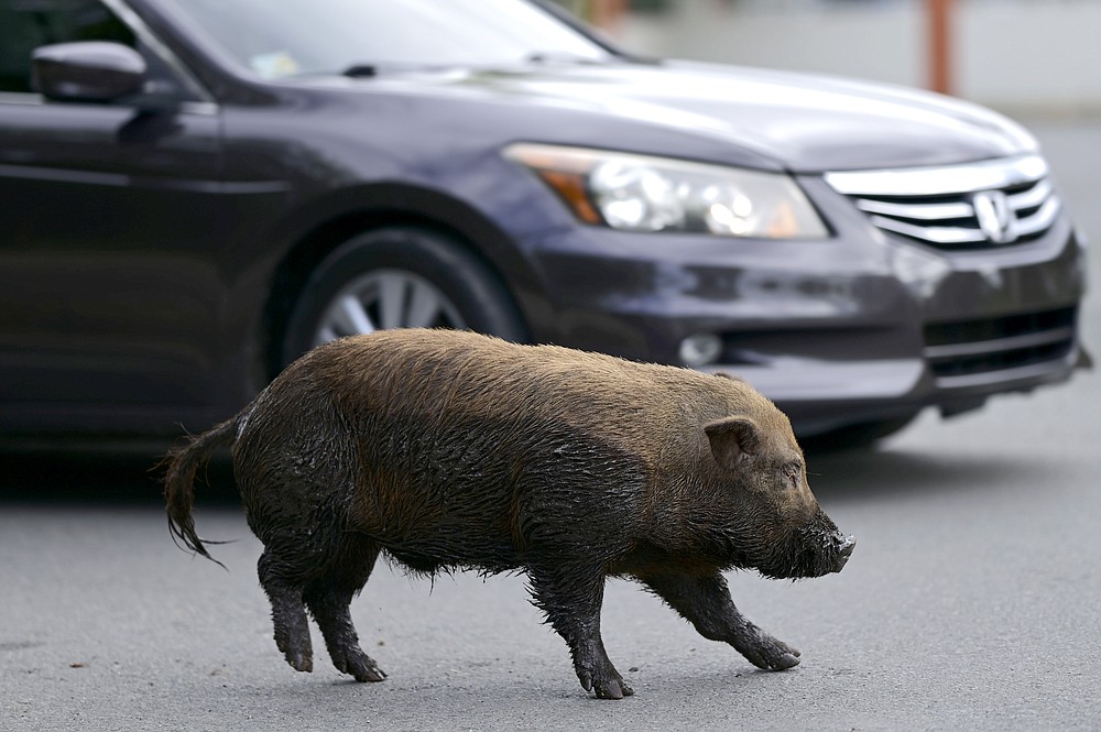Feral pigs flummox Puerto Rico as they infiltrate communities