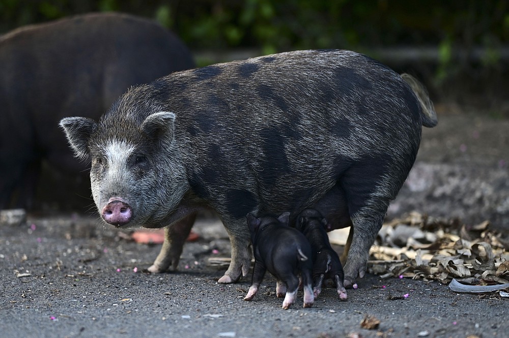 Feral pigs flummox Puerto Rico as they infiltrate communities