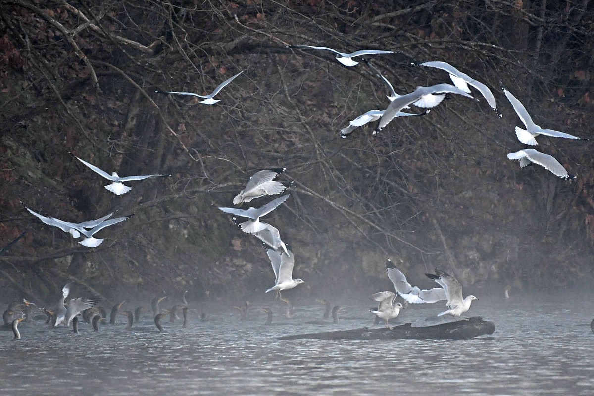 FLYING FLOCK | Northwest Arkansas Democrat-Gazette
