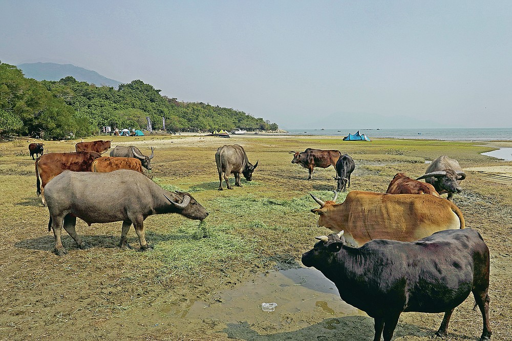 Year of Ox puts focus on Hong Kong's wild bovines