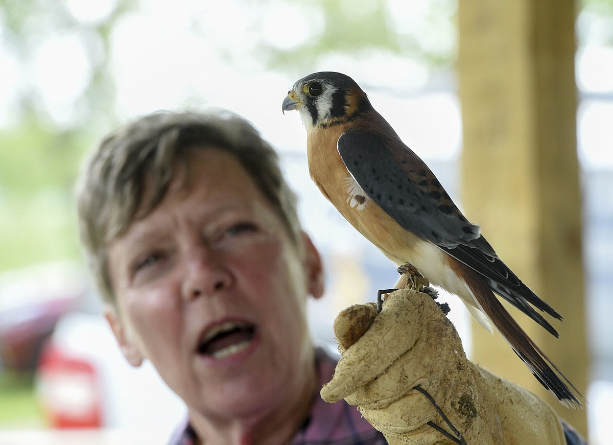 For the birds: Lynn Sciumbato, Emily Warman help and heal | Northwest ...