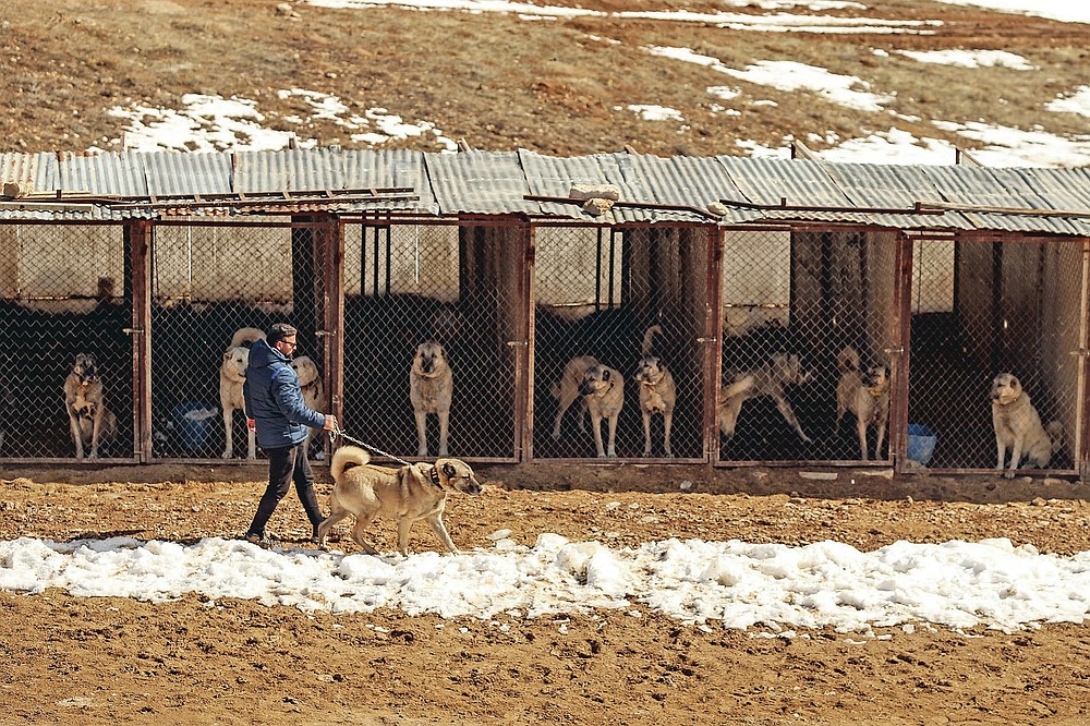 Livestock-guarding dogs breed Turkish pride