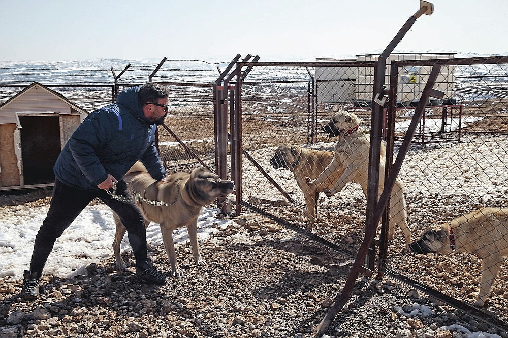 Livestock-guarding dogs breed Turkish pride