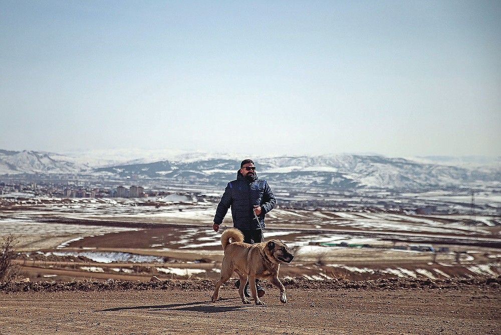 Livestock-guarding dogs breed Turkish pride