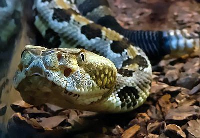Learn to identify venomous snakes