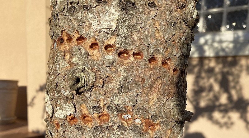 IN THE GARDEN: Cosmetic tree damage from birds, not bugs | Northwest ...