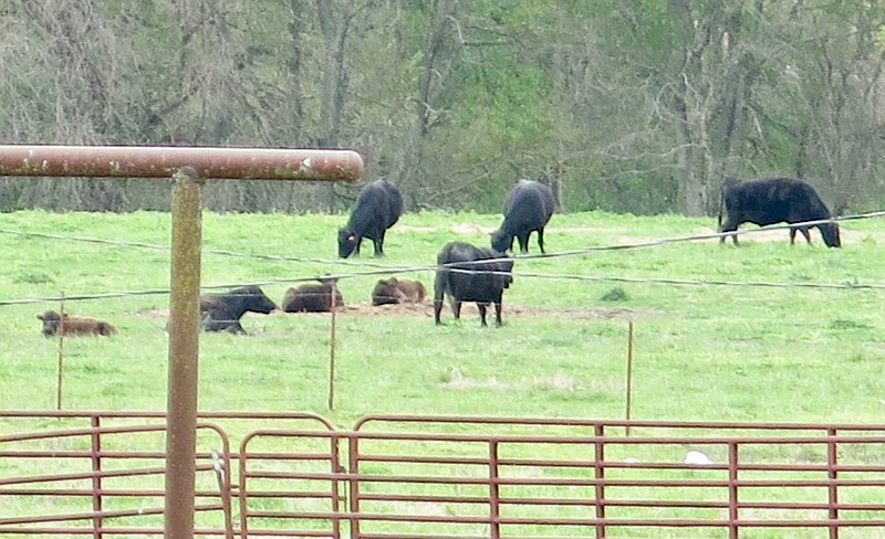 Rodeo tradition continues | Westside Eagle Observer