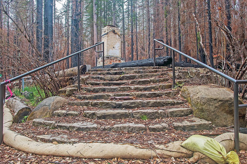 Resilient redwood forest a beacon of hope for California